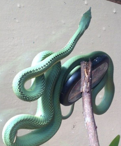 San Francisco Zoo’s Baron’s Racer Found - Reptiles Magazine