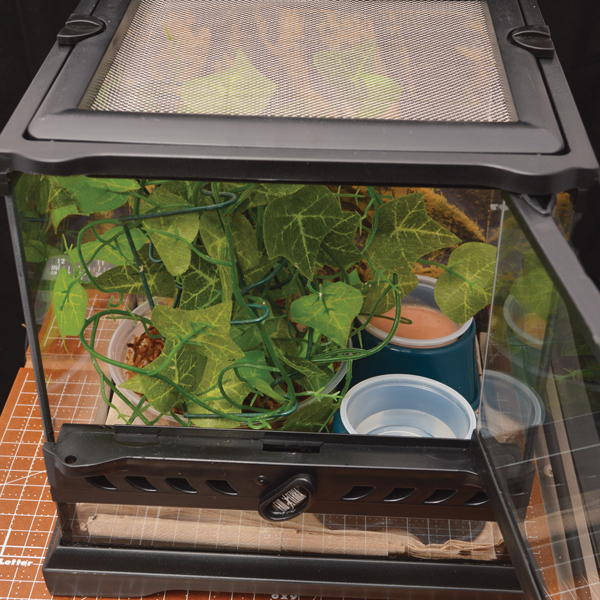 Keeping Gargoyle Geckos - Reptiles Magazine