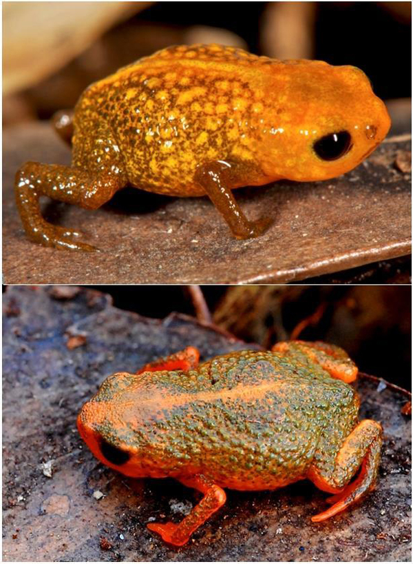 7 New Miniature Poison Frogs Discovered In Brazil’s Cloud Forests ...