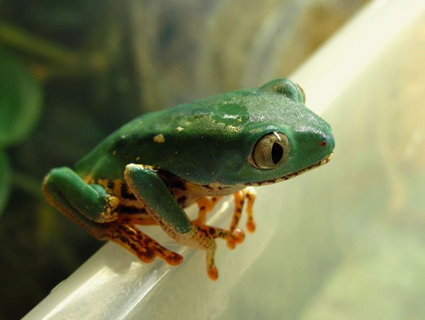 Tiger-leg Monkey Frog Care Sheet - Reptiles Magazine