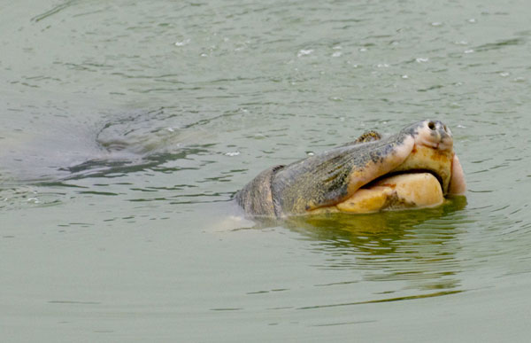 World Record Softshell Turtle