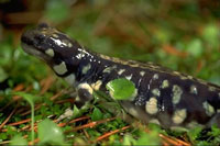 Tiger Salamander Crossing Tunnels In Northern California Are Working ...