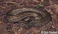 African Rock Python - Reptiles Magazine