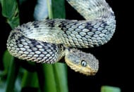 Bush Viper - Reptiles Magazine