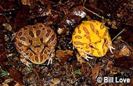 Chacoan Horned Frog - Reptiles Magazine