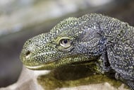 Crocodile Monitor - Reptiles Magazine