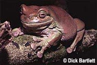Dumpy Treefrog - Reptiles Magazine