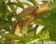 Eastern Newt - Reptiles Magazine