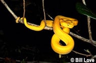 Eyelash Viper - Reptiles Magazine