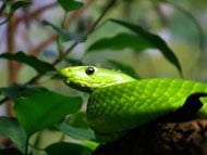 Green Mamba - Reptiles Magazine