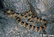 Long-nosed Snake - Reptiles Magazine