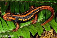 Mandarin Newt - Reptiles Magazine