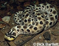 Mexican Hognose - Reptiles Magazine