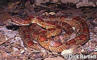 Red Rat Snake - Reptiles Magazine