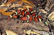 Scarlet Kingsnake - Reptiles Magazine