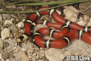 Sinaloan Milk Snake - Reptiles Magazine