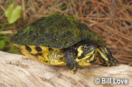 Yellow-bellied Slider - Reptiles Magazine