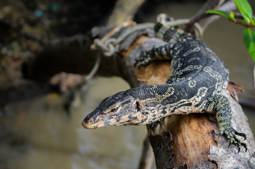 Full Grown Crocodile Monitor