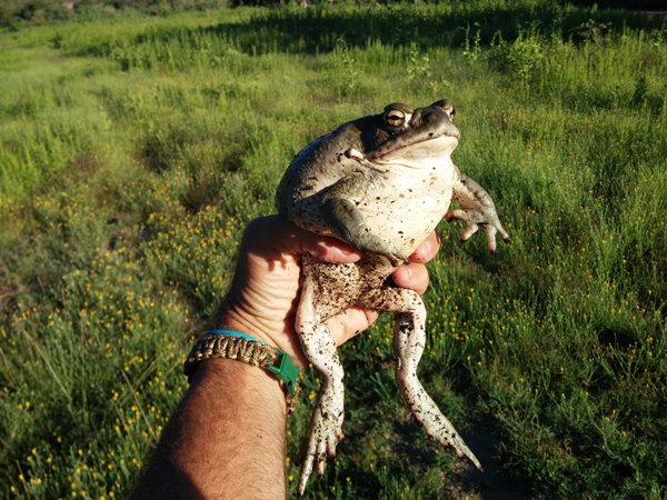 Natural History And Captive Care Of The Colorado River Toad - Reptiles ...