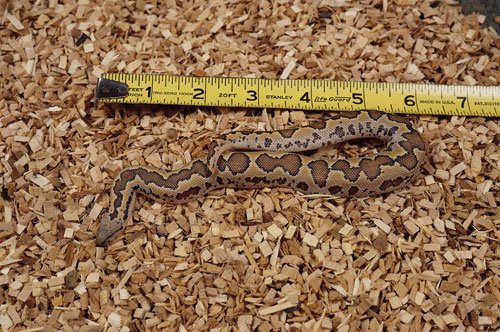 Care, Breeding And Caudal Luring Of The Rough-scaled Sand Boa ...