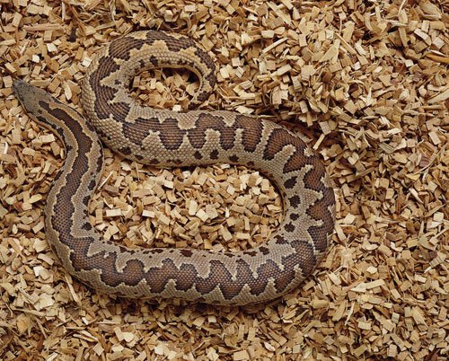 Care, Breeding And Caudal Luring Of The Rough-scaled Sand Boa ...