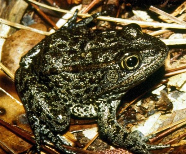 Critical Habitat Of Dusky Gopher Frog Challenged - Reptiles Magazine